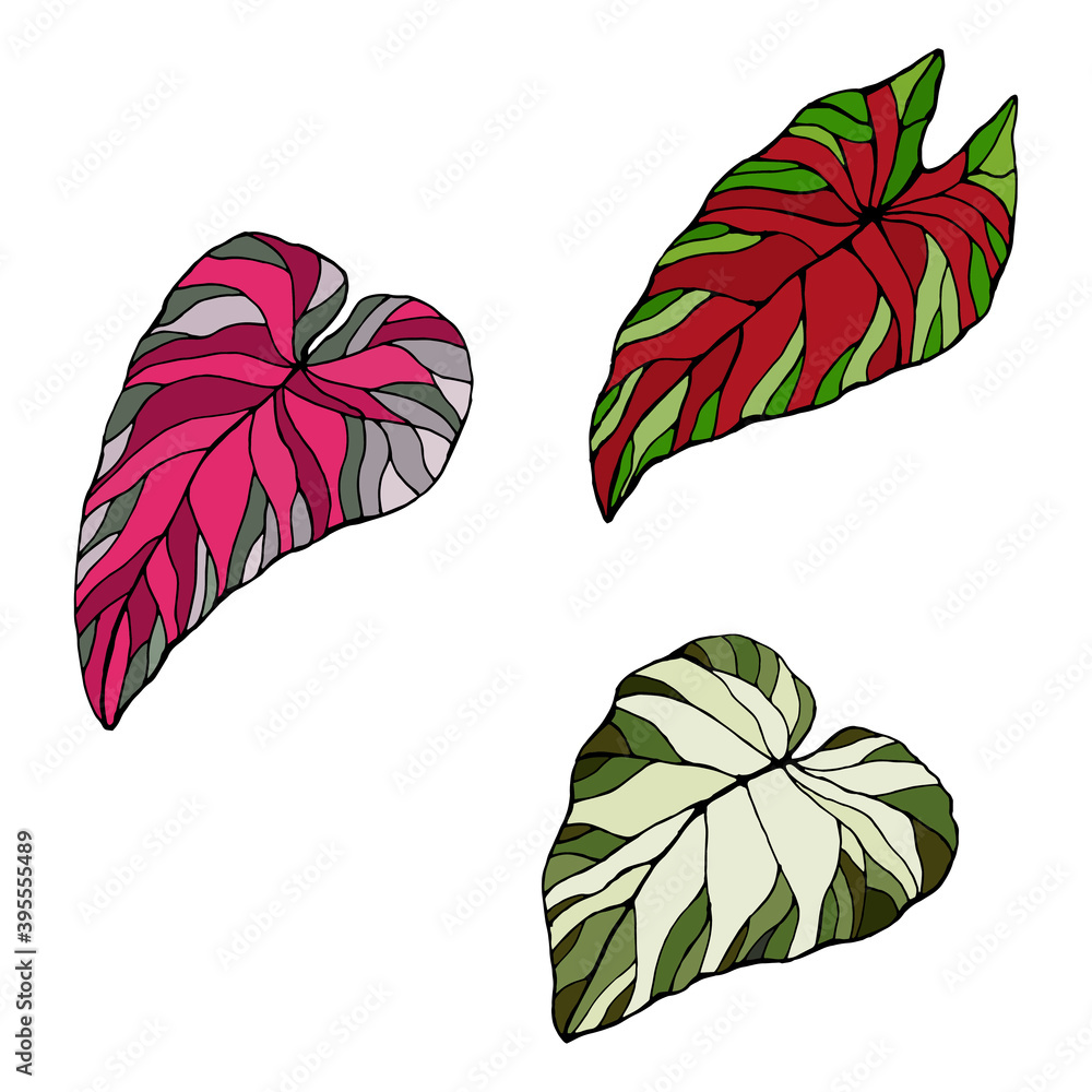 The leaves of the caladium plant. Hand drawn elegance vector ...