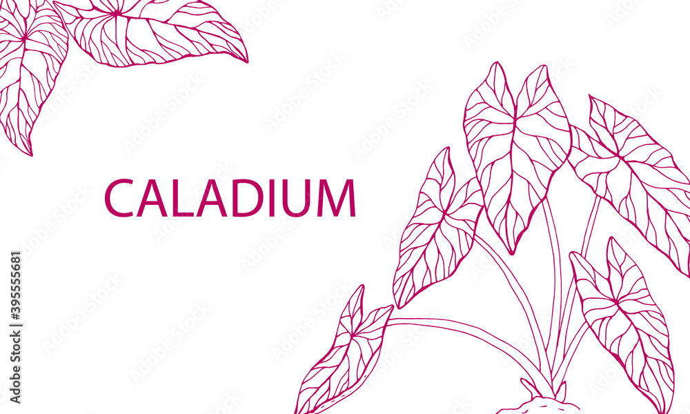 The leaves of the caladium plant. Hand drawn elegance vector ...