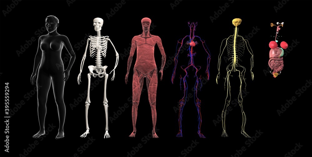 Muscular Skeletal System Human Body