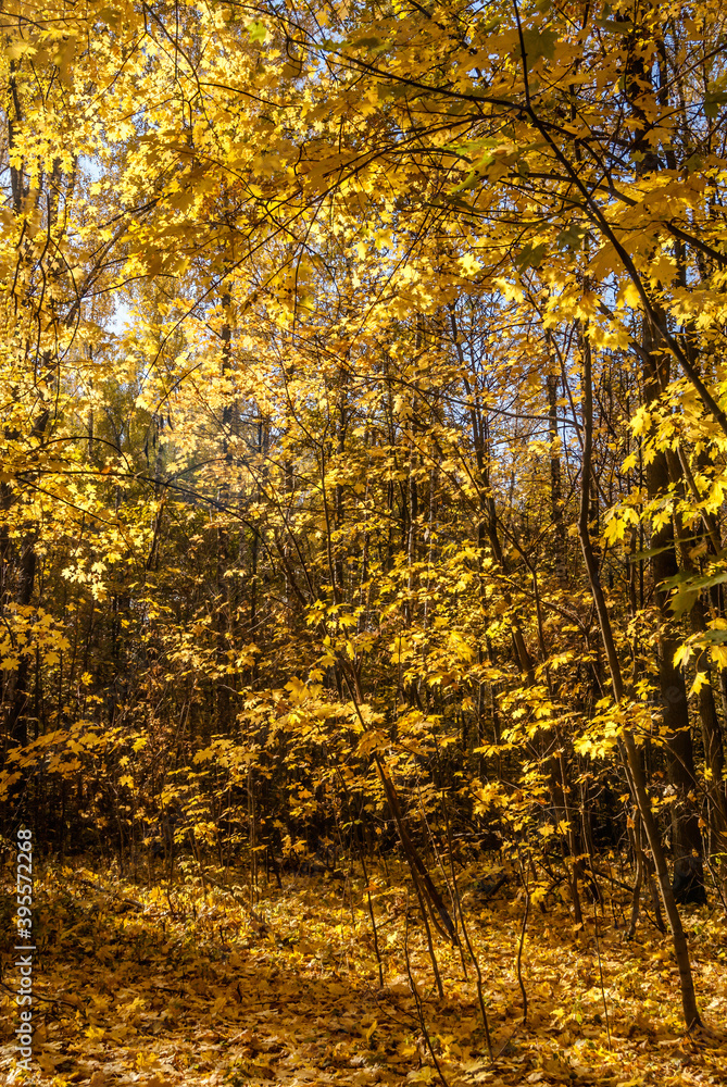 Golden fall. Norway Maple (Acer platanoides) in deciduous forest ...