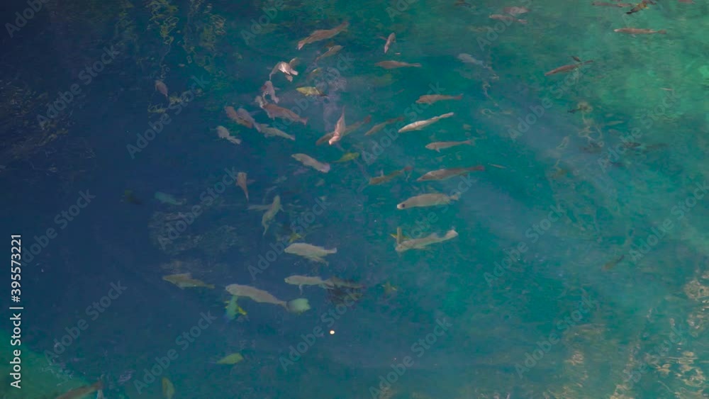 Fish in clear blue water. Hinatuan Enchanted River, Surigao del Sur ...