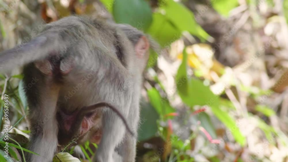 Rhesus macaque mother and child moving away from the camera with baby ...