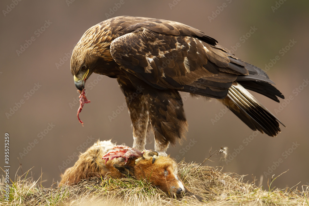 Foto Stock Golden eagle, aquila chrysaetos, standing on a dead fox and ...