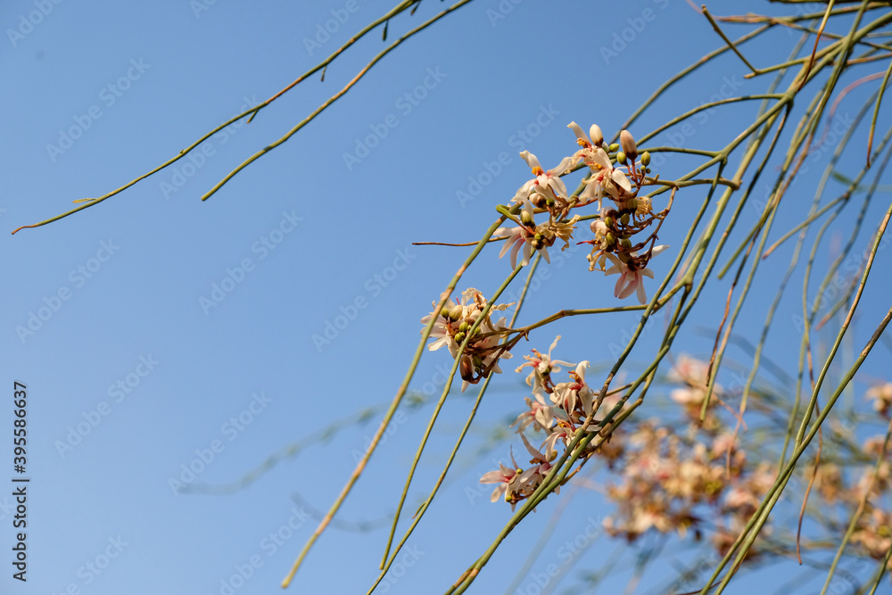 Moringa peregrina is a species of flowering plant in the family ...