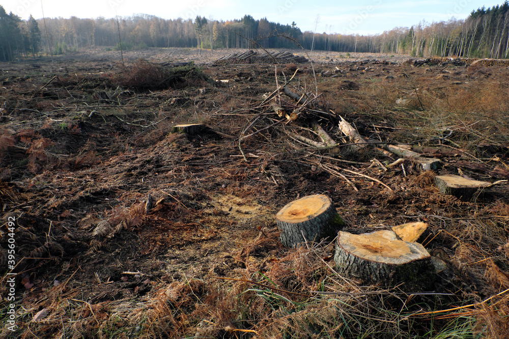 Cleared forest owed to droughtiness and bark beetle infestation with ...