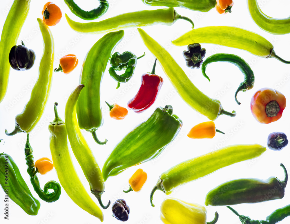 Different types of peppers in transmitted light (full screen) Stock ...