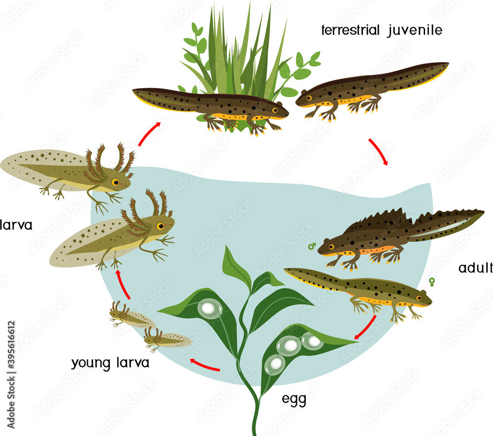 Newt life cycle. Sequence of stages of development of crested newt from ...