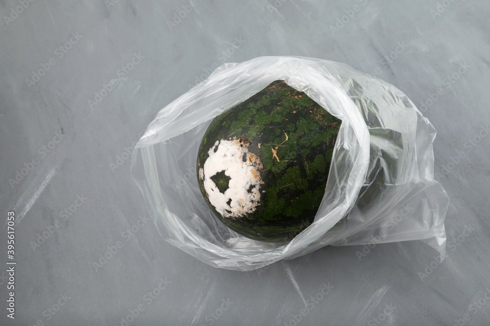 Moldy spoiled watermelon in plastic bag on gray background. Incorrect ...