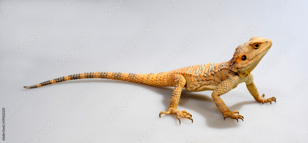Roughtail rock agama, Starred agama // Hardun (Stellagama stellio ...