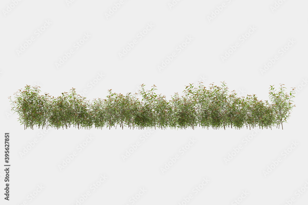 Decorative park and garden plants isolated on grey background. 3d ...