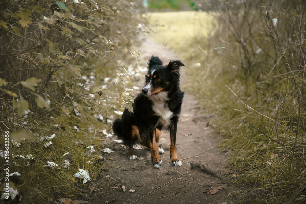 Dog Stock Photo | Adobe Stock