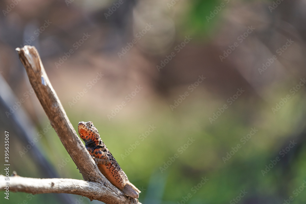 Female Galápagos lava lizard, Microlophus albemarlensis, also the ...