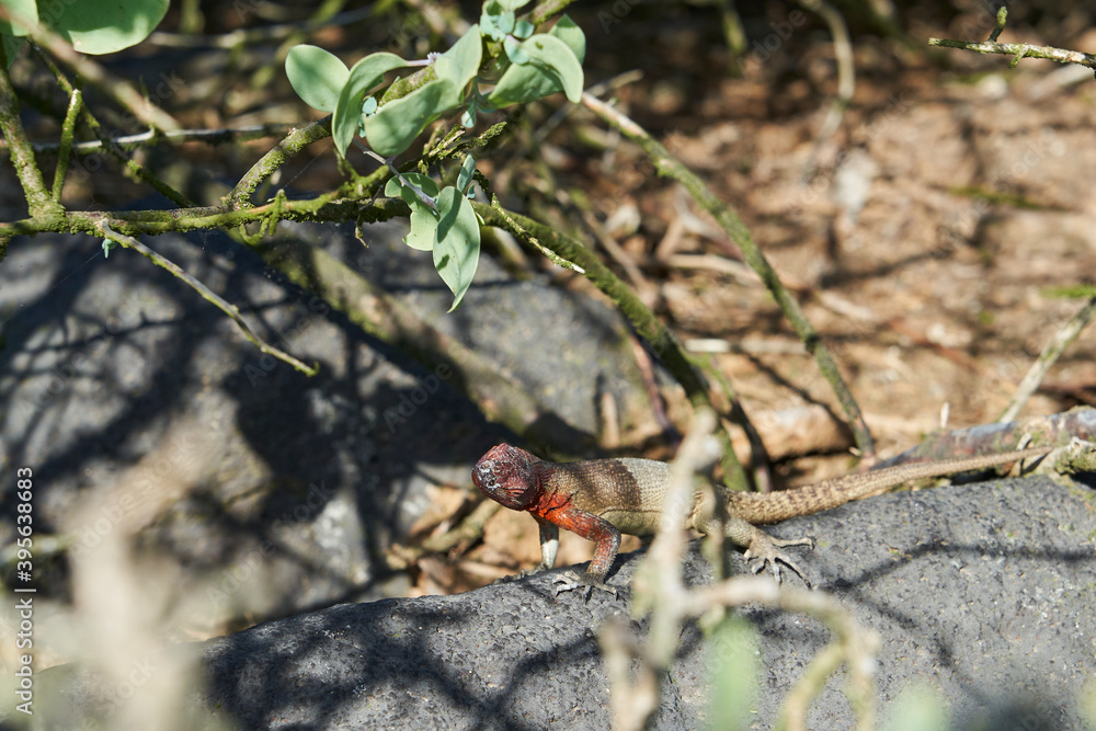 Female Galápagos lava lizard, Microlophus albemarlensis, also the ...