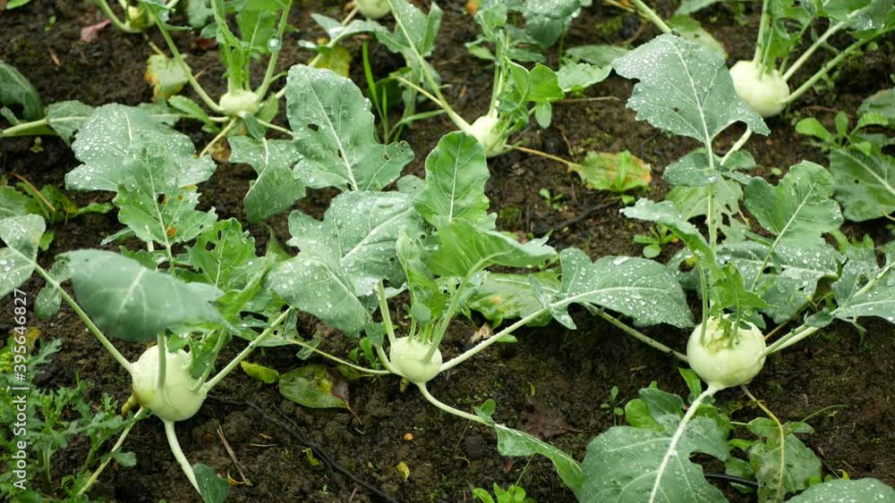 Vidéo Stock Kohlrabi field cabbage turnip white farm farming garden bio ...