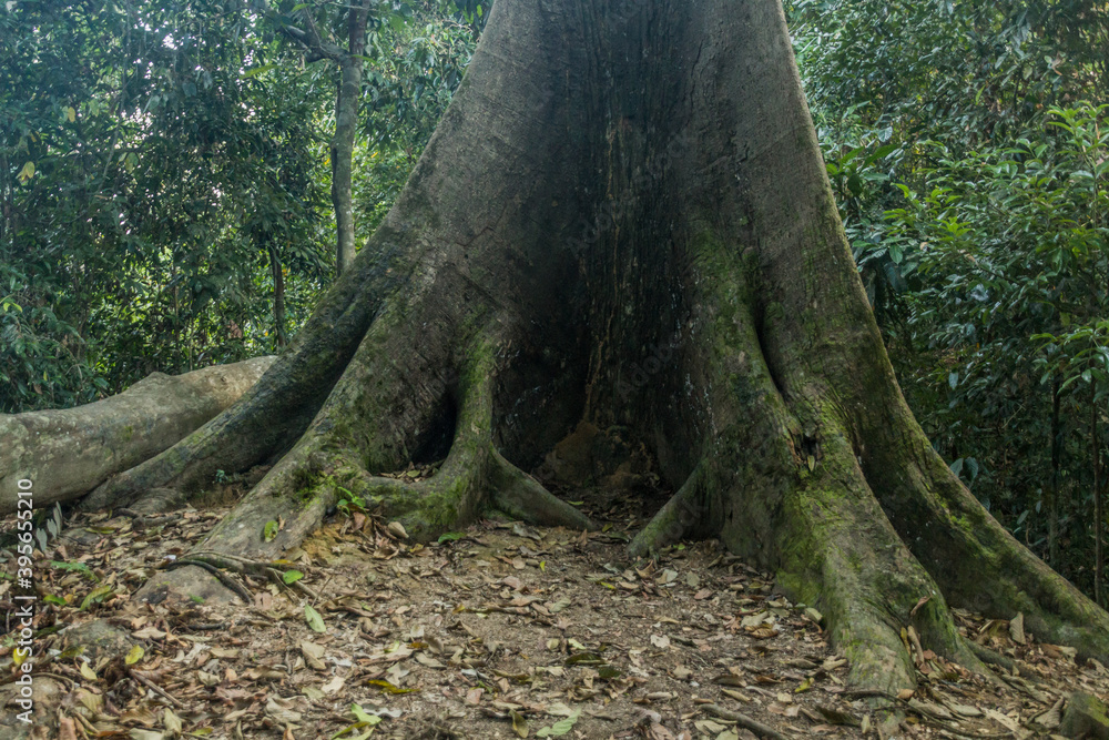 Seraya runcing (Shorea acutissima) tree in Sepilok, Sabah, Malaysia ...