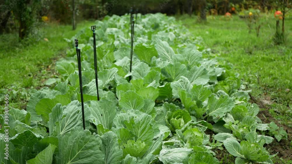 Cabbage field leaf green cole crops white, farm farming garden leaves ...