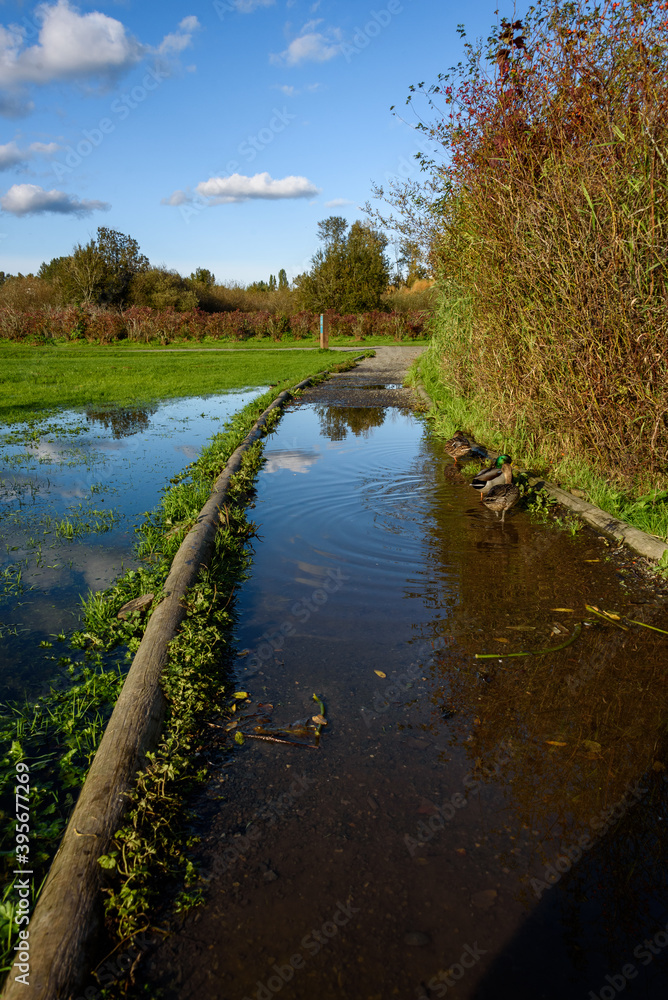Flooded trail after the storm, gravel path around Larson Lake covered ...