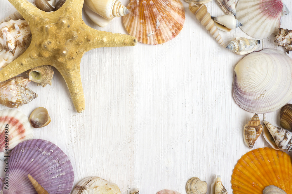 different types and sizes of shells , a large starfish spread out on a ...