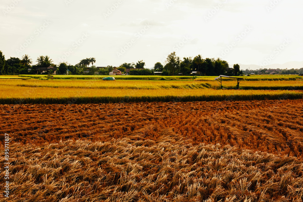 Rice paddy field after harvest. Dry rice field background with hay ...