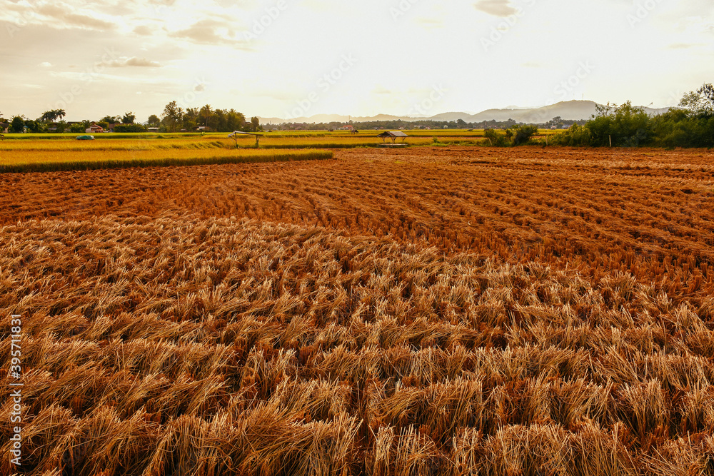 Rice paddy field after harvest. Dry rice field background with hay ...