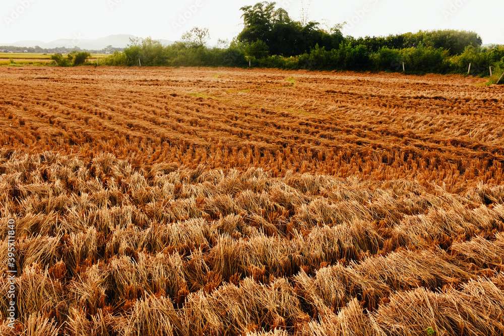 Rice paddy field after harvest. Dry rice field background with hay ...