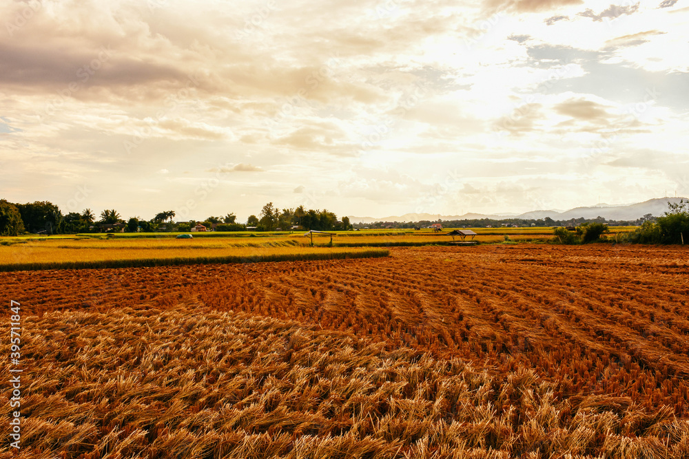 Rice paddy field after harvest. Dry rice field background with hay ...