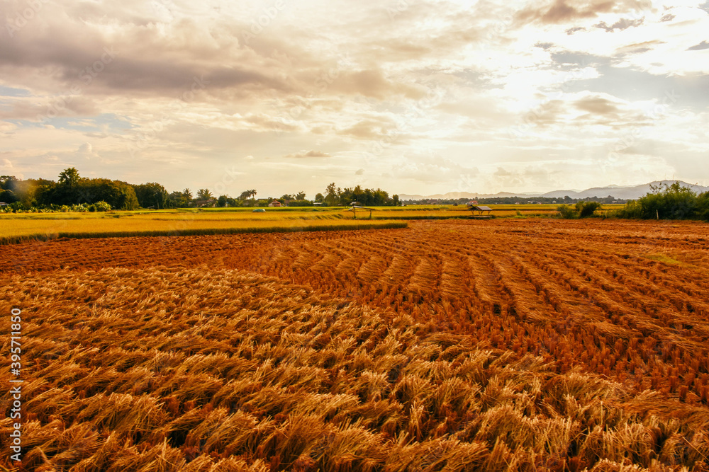 Rice paddy field after harvest. Dry rice field background with hay ...