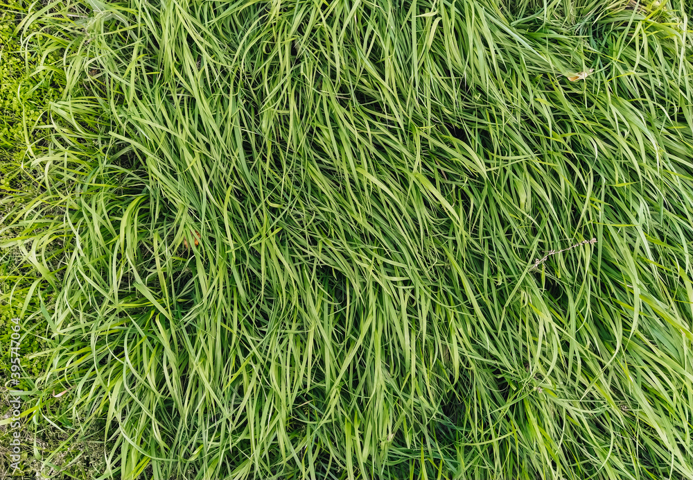 Texture, background of long, tall green grass close-up. Photography ...