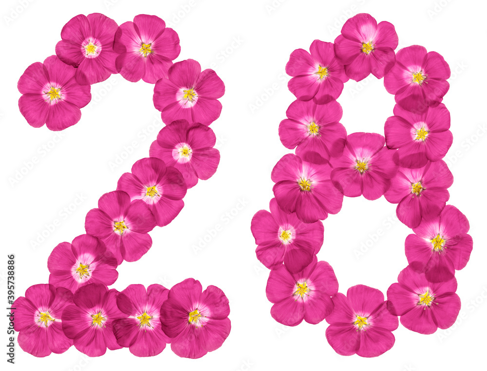 Arabic numeral 28, twenty eight, from pink flowers of flax, isolated on ... Arabic numeral 28, twenty eight, from pink flowers of flax, isolated on ...