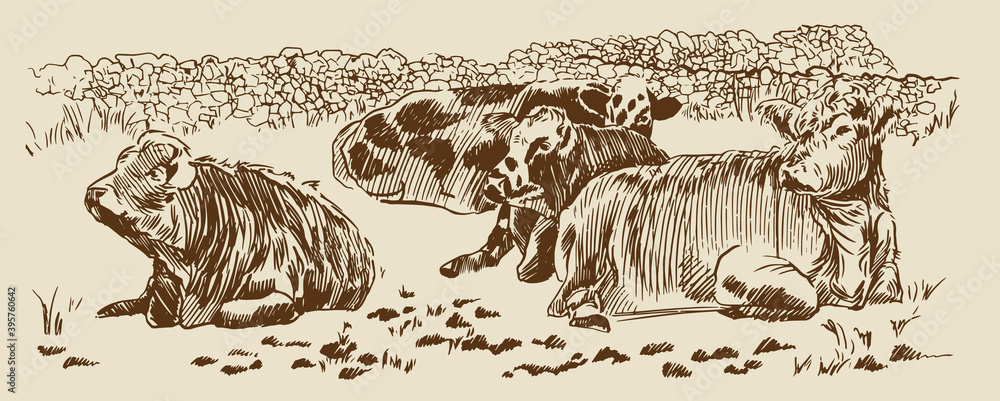 Cows in field dry stone wall paddock Hand drawn sketch. Farm rural ...