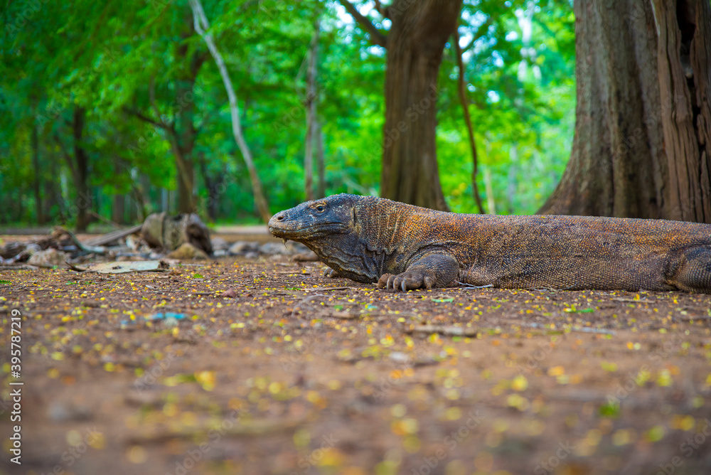 Komodo Dragon, the largest lizard in the world walks on the ground. It ...