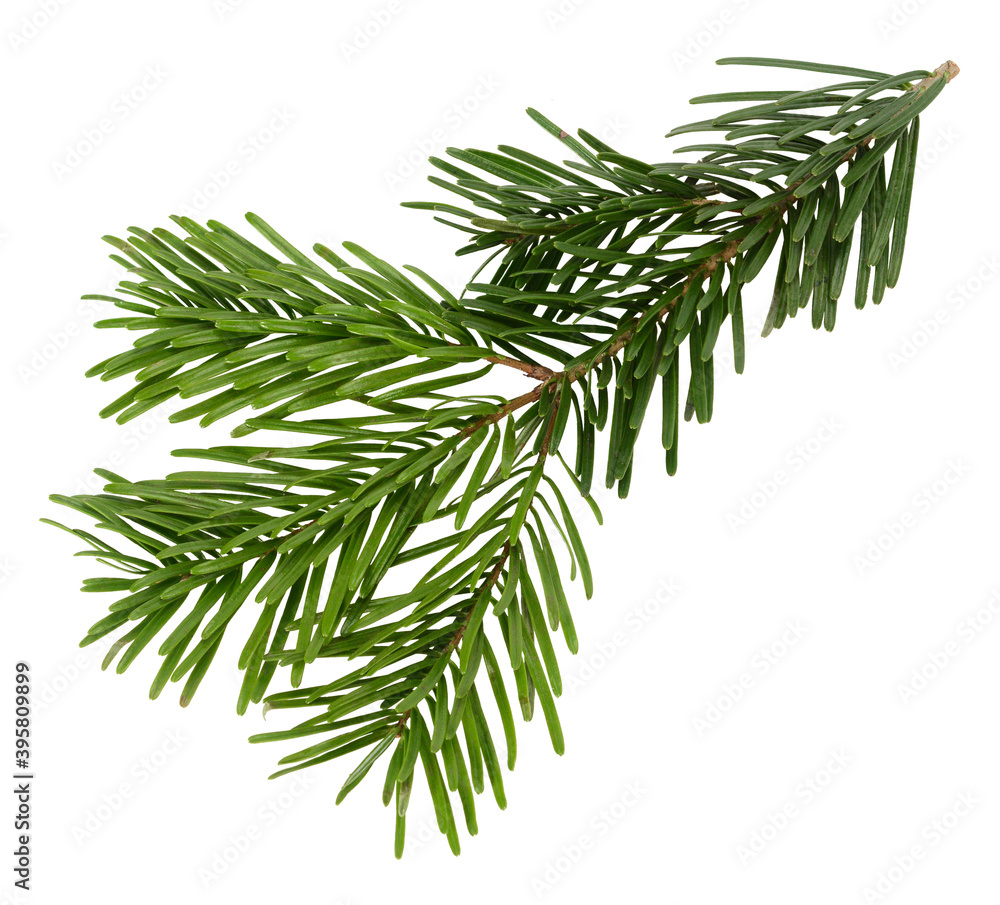 Branch of beautiful Nordmann Fir Christmas Tree. Green pine, spruce ...