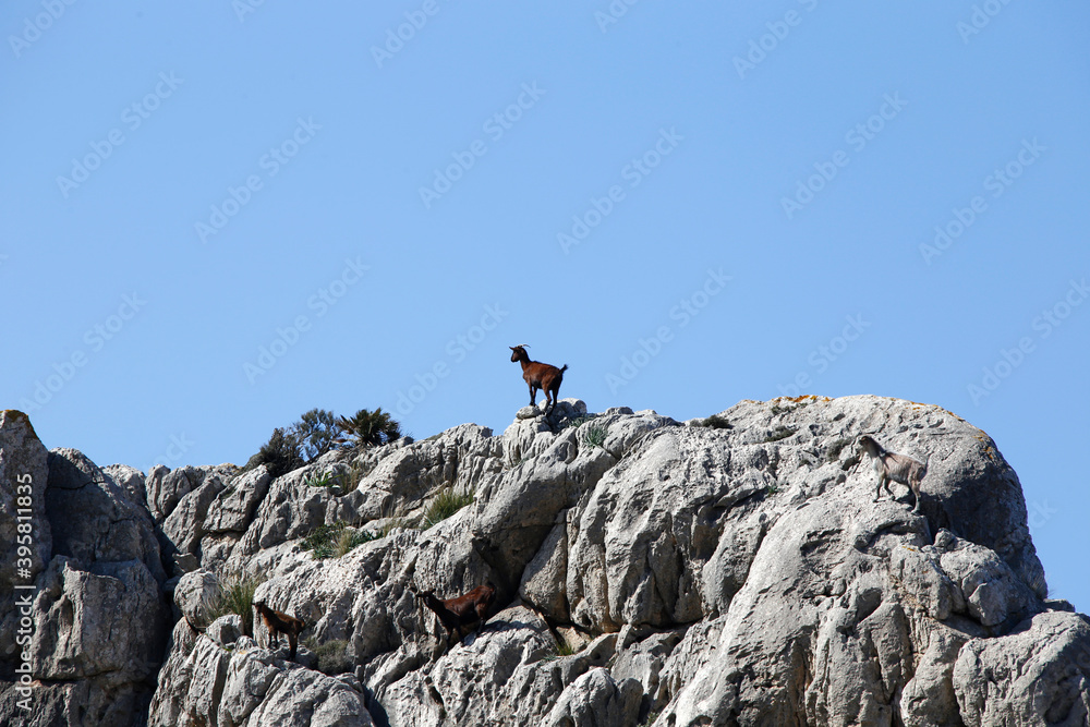 Bergziegen in den Bergen von Pollenca. Serra de Tramuntana, Balearen ...