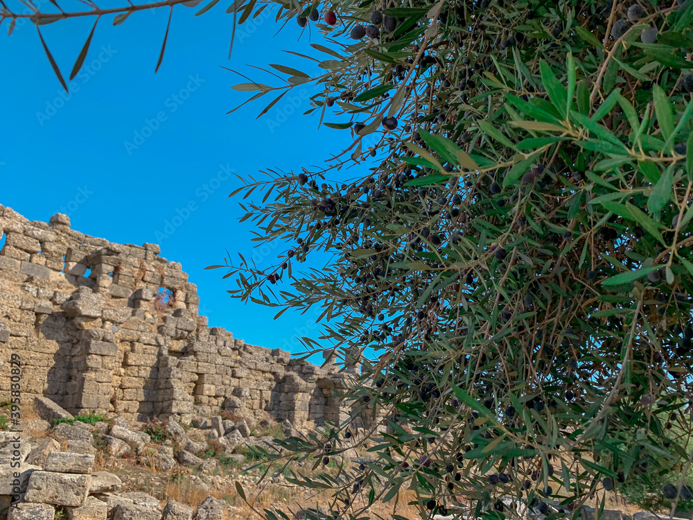 Black ripe olives on a branch of an olive tree on an ancient roman ...
