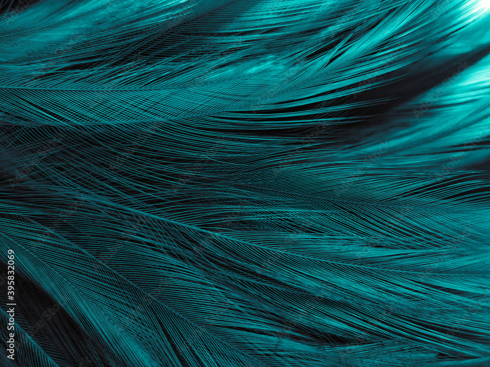 Beautiful abstract blue feathers on white background and soft white ...