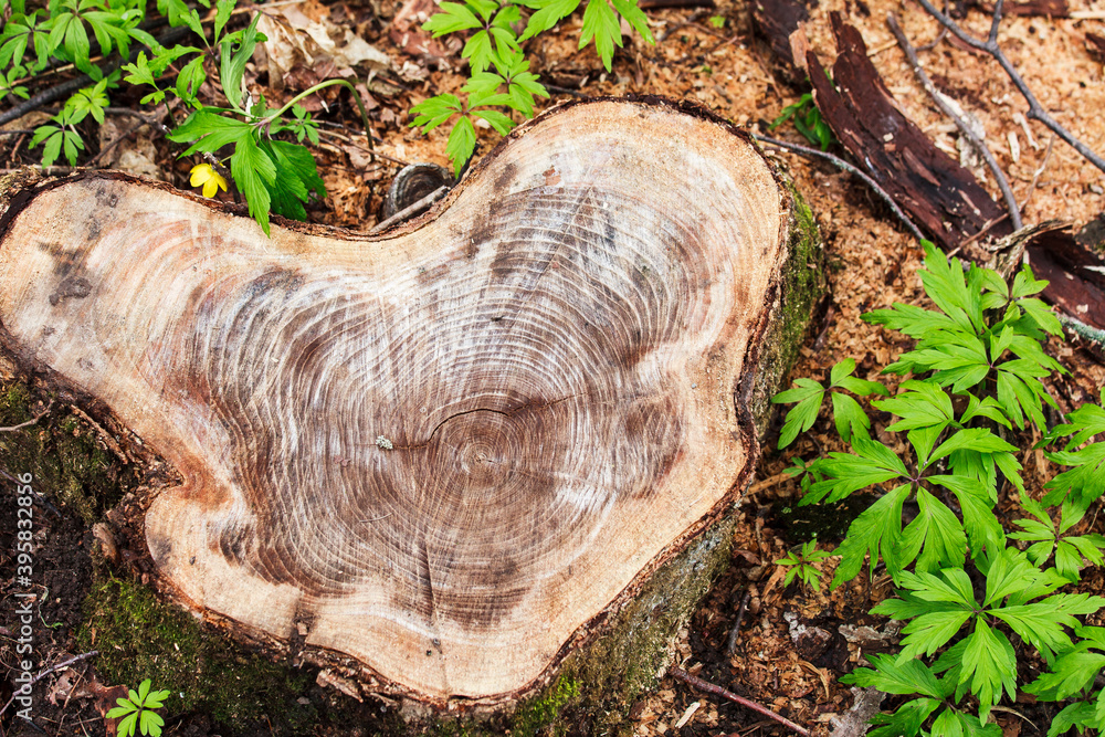 Stub of the cut-down tree - the section of a trunk with year layers ...
