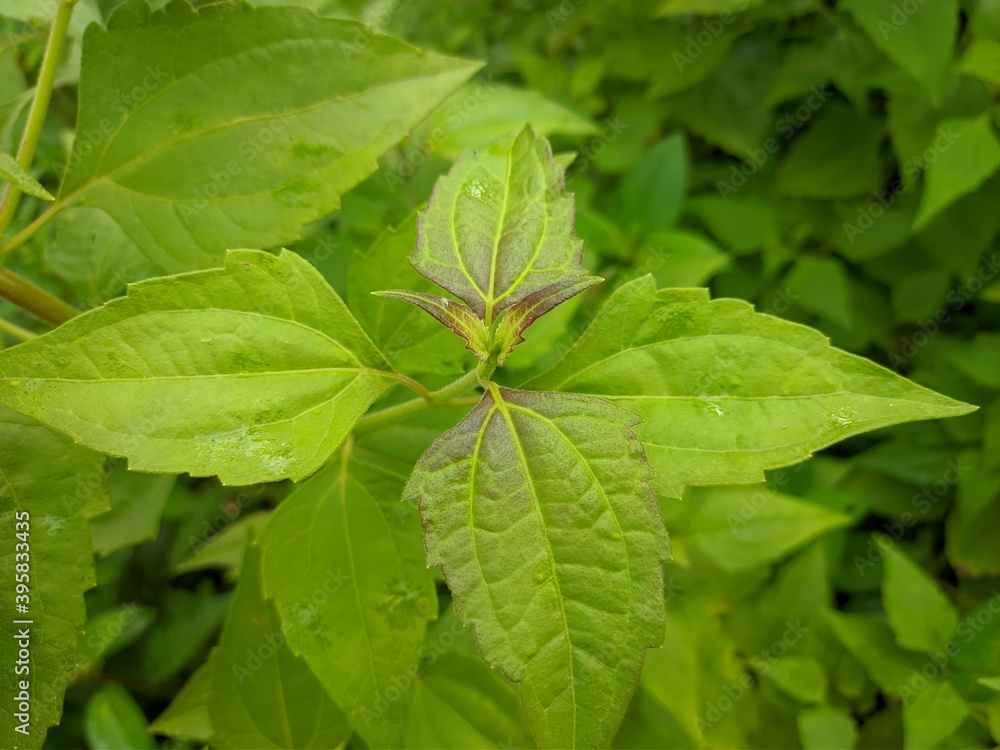 Kirinyuh plant (Chromolaena odorata) Grows wild in tropical Borneo ...