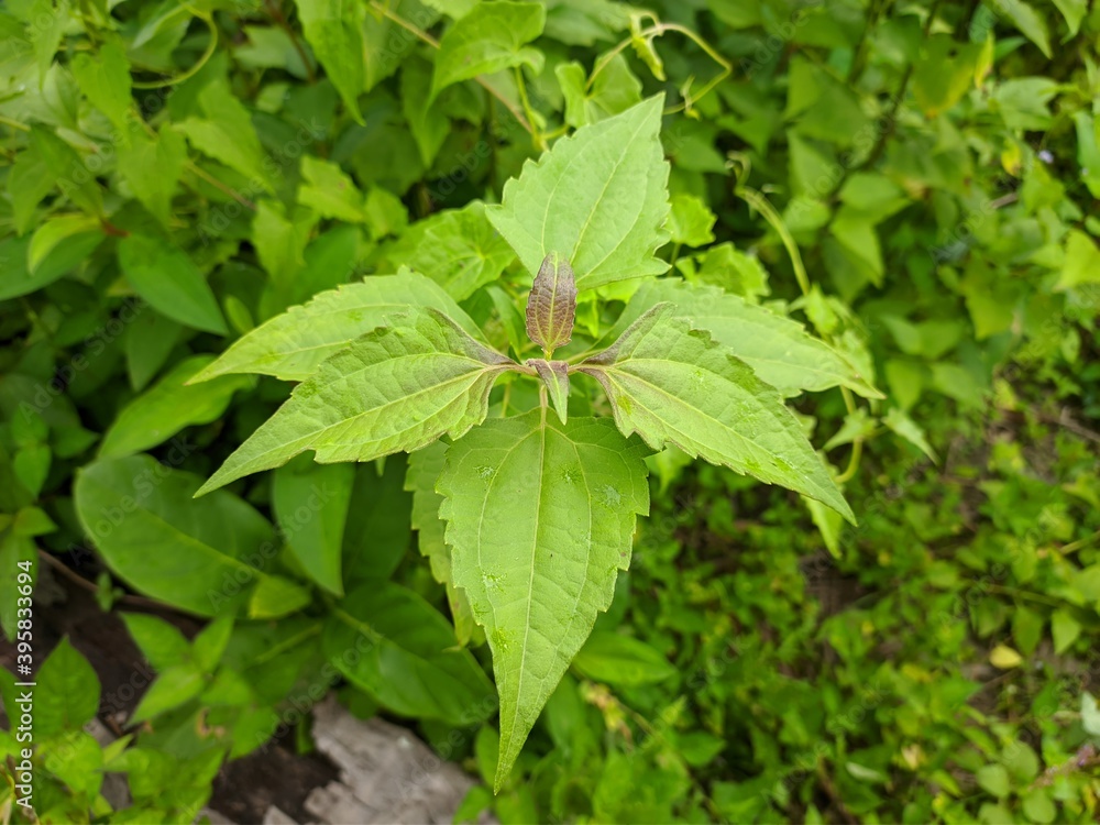 Kirinyuh plant (Chromolaena odorata) Grows wild in tropical Borneo ...