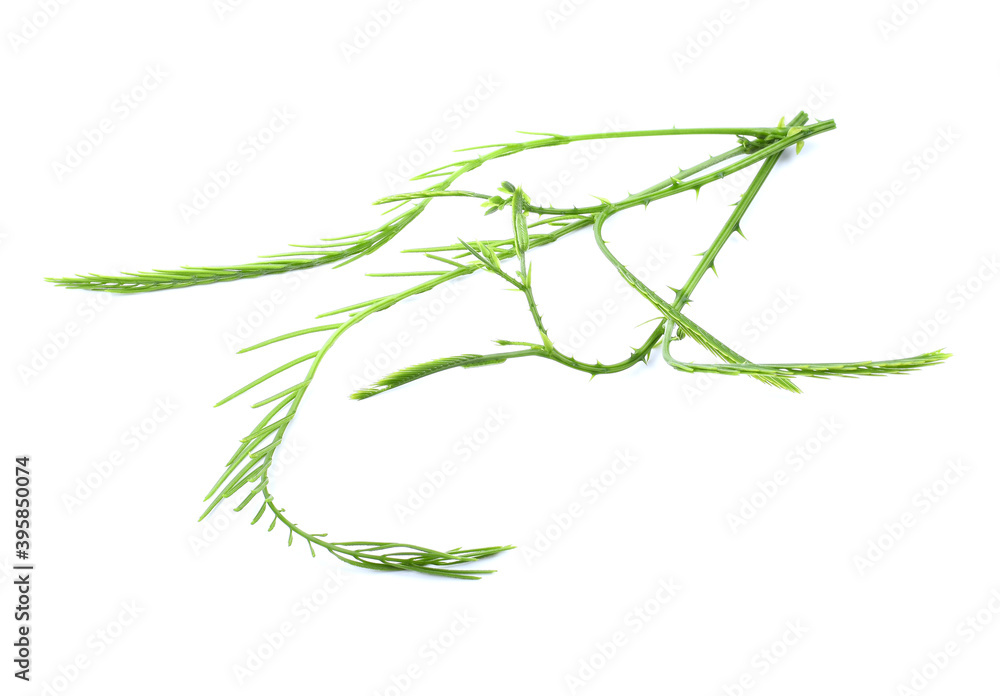 Thai local vegetable, Senegalia pennata or Acacia pennata or Cha-om ...