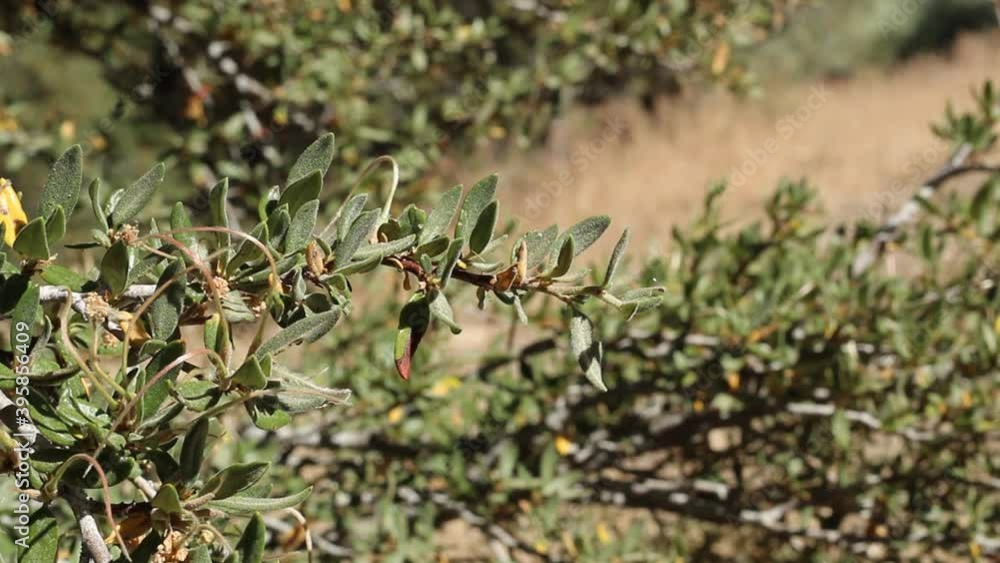 White red mature trichomatic achene fruit of Curl Leaf Mountain ...