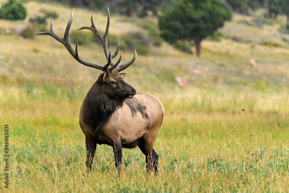 Bull Elk - A close-up view of a strong mature bull elk standing and ...