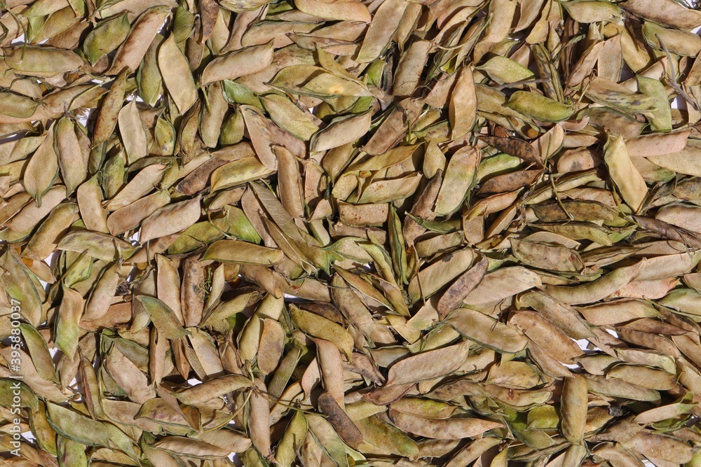 Heap of Grass Pea Pods or Chickling Vetch Pods, Also Known as Lathyrus ...