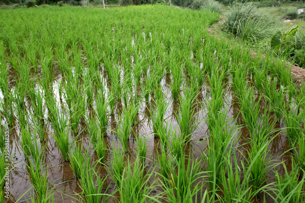 Rice field. Rice plants began to grow in rice fields. Wide area paddy ...