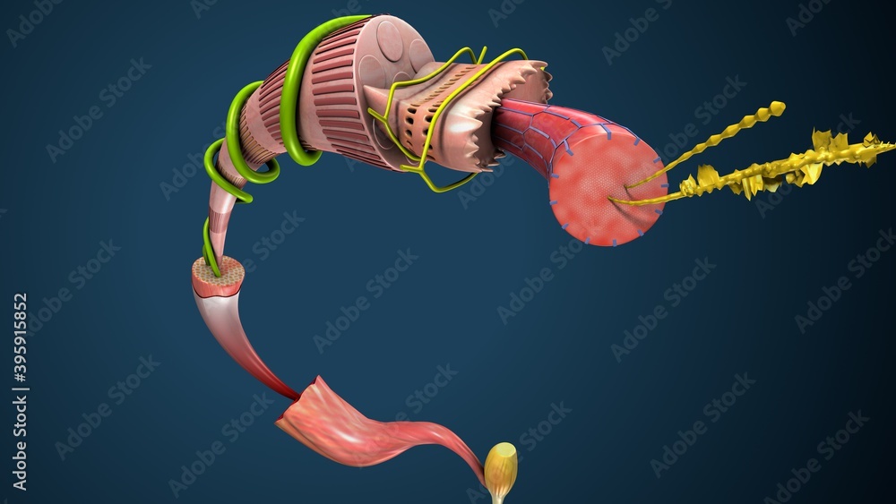 3d illustration of human skeleton muscle tissue anatomy Stock ...