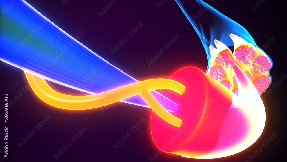3d illustration of human body muscle tissue anatomy Stock Illustration ...