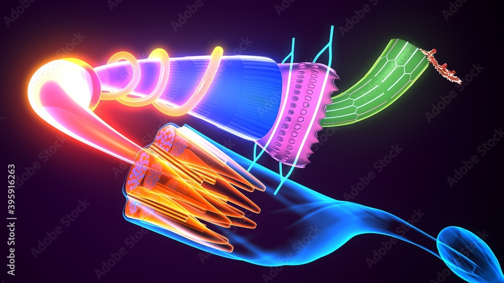3d illustration of human body muscle tissue anatomy Stock Illustration ...