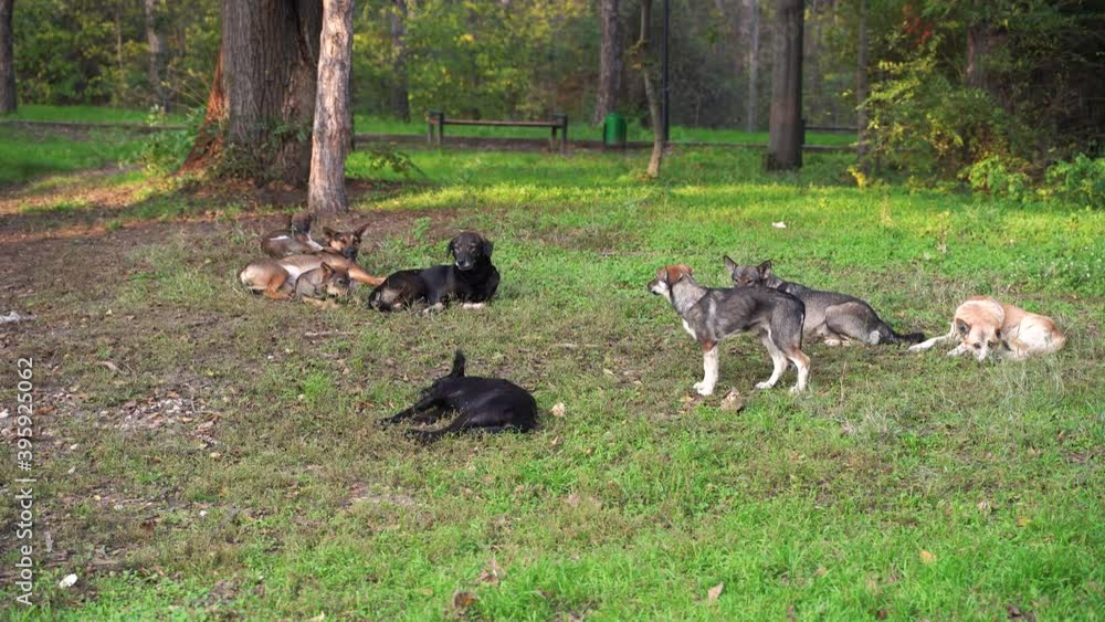 a group of stray dogs in the park. many abandoned dogs in the city park ...