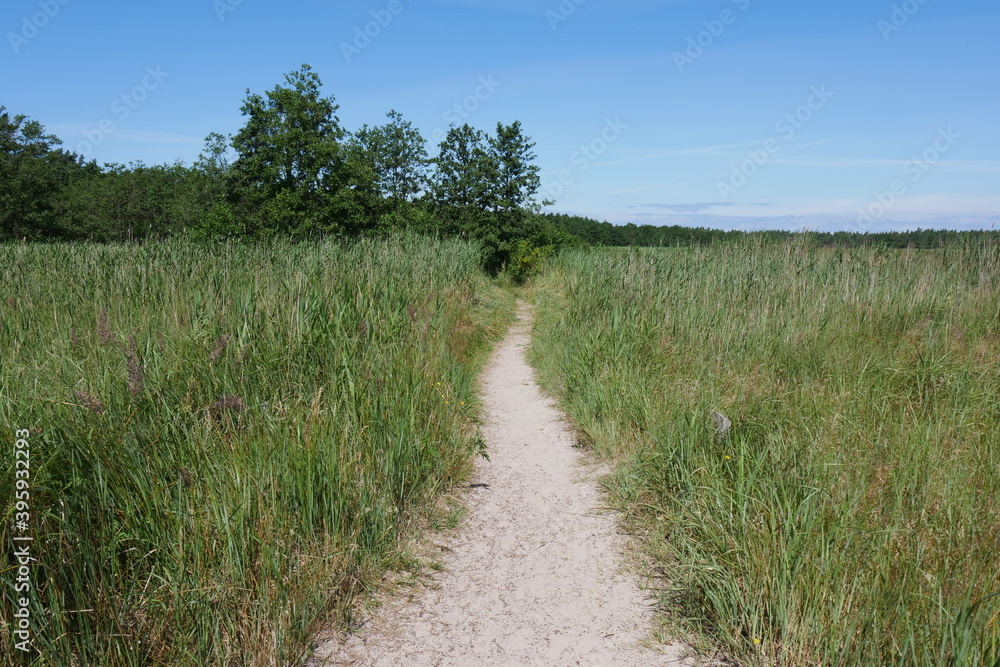 Darßer Ort, Darß - Wanderweg, Naturreservat, Kiefern, Urwald, Sandweg ...
