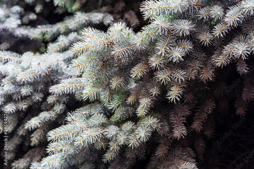 Silver Spruce Fur Pine Tree