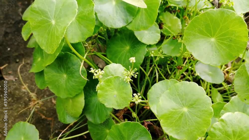 Asian coin plant in the jungle, medicinal tree, homeopathy, herbal ...
